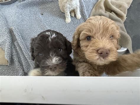 salesforce prove · datasets at hugging face