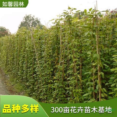 四季常青爬藤类攀援植物树种油麻藤 护林护坡植物价格 供应 图片 江苏如馨园林有限公司