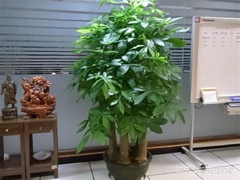 老人常说，这3种“富贵花”，一般不开花，开花就有“好兆头” 知乎