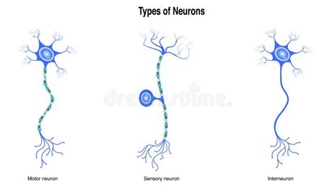 Types Of Neurons Vector Illustration Stock Vector Ill Vrogue Co