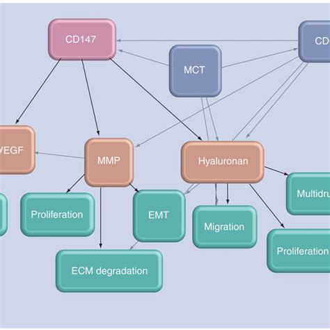 Influence Of Cd147 Silencing On Mct Expression Tumor Cell Lactate