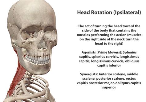 Visible Body Ipsilateral Head Rotation From The Latin Ipse