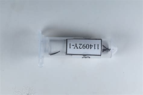曲纹蜘蛱蝶 标本图片库 大别山区生物多样性综合科学考察