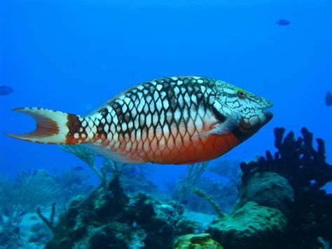무료 이미지 자연 대양 다이빙 수중 열렬한 암초 잠수 수족관 선박 스쿠버 해양 생물학 산호초 물고기 깊은 바다 물고기 포마 칸트과