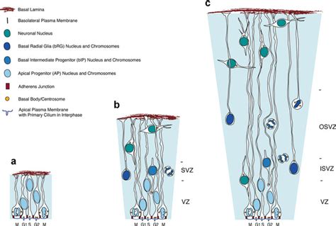 General Structure And Major Cell Types Of The Developing Neocortex A Download Scientific