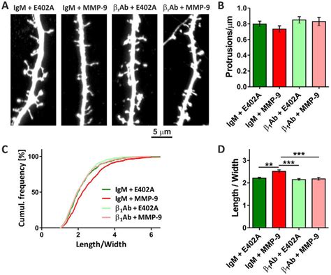 Mmp 9 Enzymatic Activity Influences Spine Morphology Through The Download Scientific Diagram