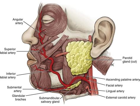 Face Muscles Facial Artery And Vein Nerve Supply Anatomy Qa