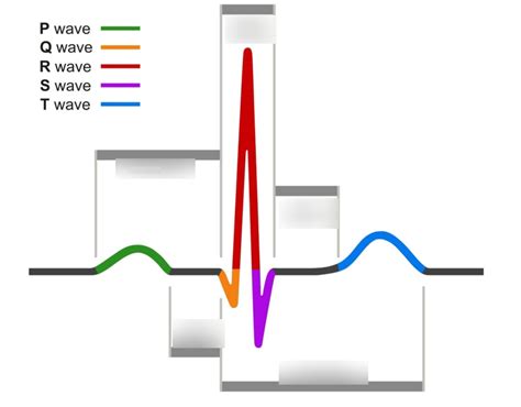 Ecg Segments Diagram Quizlet