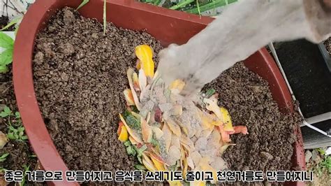 과일껍질을 이용해 천연비료로 사용해볼까 거름사용처는 오이양배추파프리카감자고추옥수수대파상추방울토마토참외호박등 작물들에 사용하기 Youtube