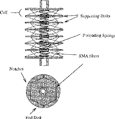 Figure From Design Of Shape Memory Alloy Actuator With High Strain And Variable Structure