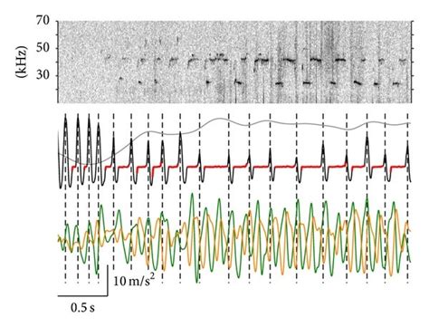 Disruption Of Coupling Between Respiration And Head Body Movements Download Scientific Diagram