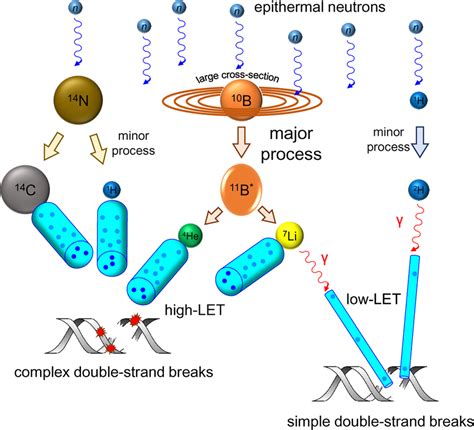 Schematic Depiction Of Nuclear Reactions Ionization Processes And Dna Download Scientific