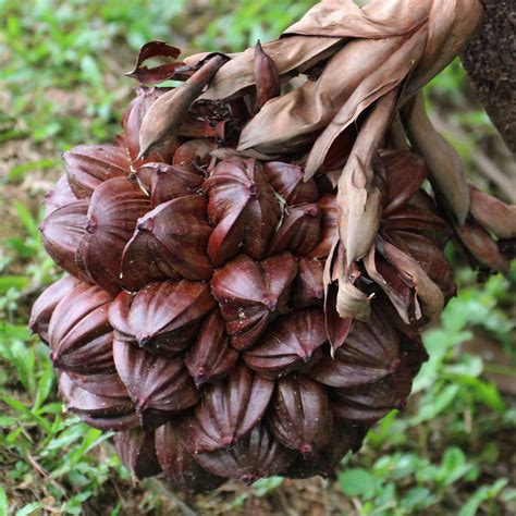 Nipah Palm Live Plant Nypa Fruticans Veliyathgardens