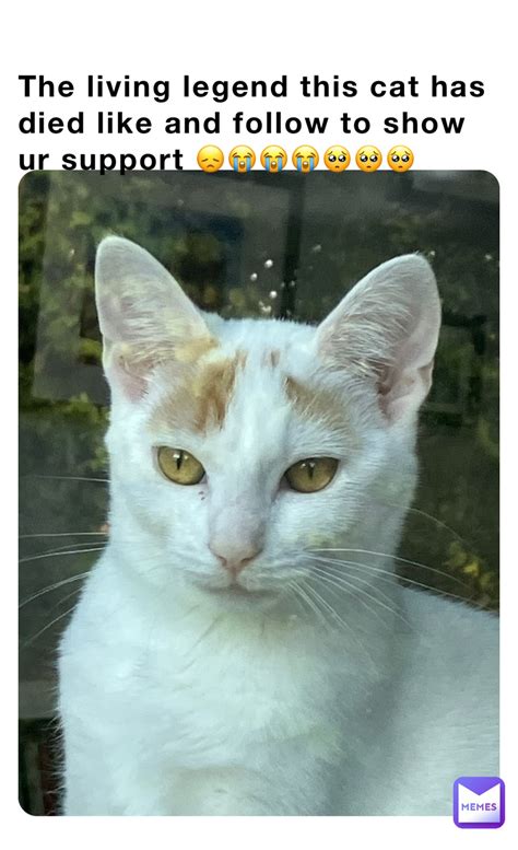 The Living Legend This Cat Has Died Like And Follow To Show Ur Support