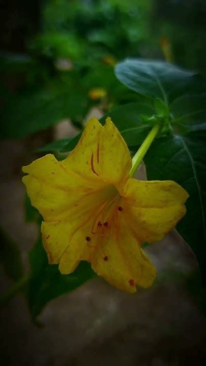 හෙන්දිරික්කා මල් Nature Alone Flowers Flower Gardening Shortvideo Trending Green