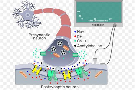 Synapse Neuron Synaptic Vesicle Cholinergic Postsynaptic Potential Png 677x550px Synapse
