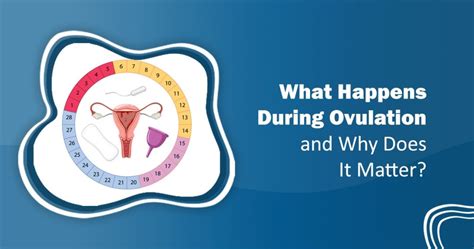What Happens During Ovulation Signs And Fertility Link