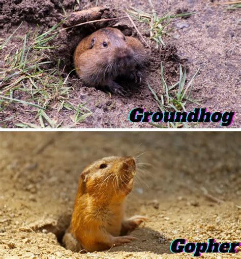 Woodchuck Vs Groundhog Whats The Real Difference