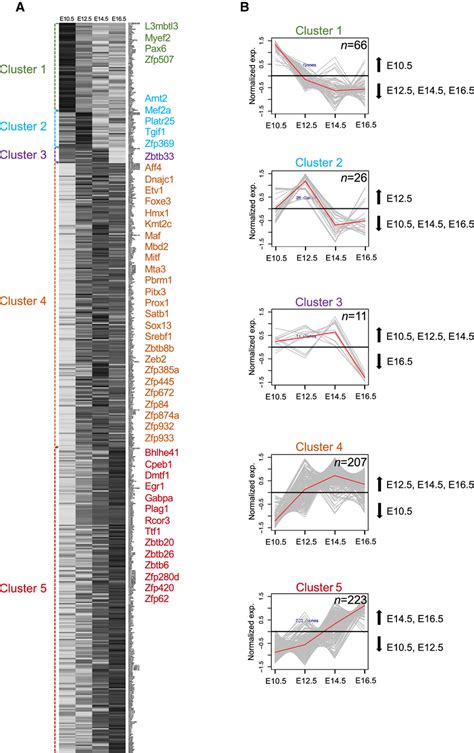 Developmental Expression Clusters Reveal Dynamics Of Lens Enriched