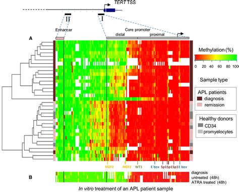 hierarchic cluster analysis of apl patients samples and methylation