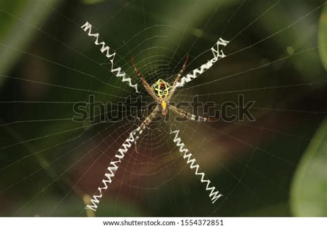 1 368 Spider Making Web Images Stock Photos Vectors Shutterstock