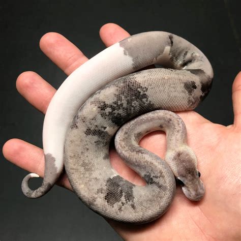 Urban Camo Possible Super Sandblast Ball Python By Trademark Exotics