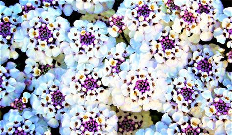 Посейте этот эффектный цветок сразу в грунт. Цветет обильно и подходит ...