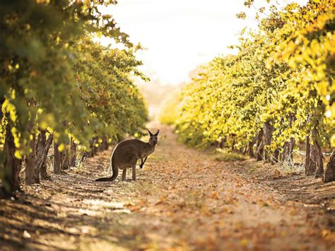 The Complete List Of Limestone Coast Wine Regions And Wineries