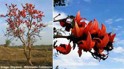 Red Flowering Trees With Pictures Identification Guide
