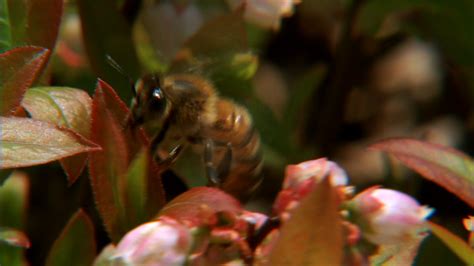Disappearance Of The Bees Whats The Impact Pbs Learningmedia