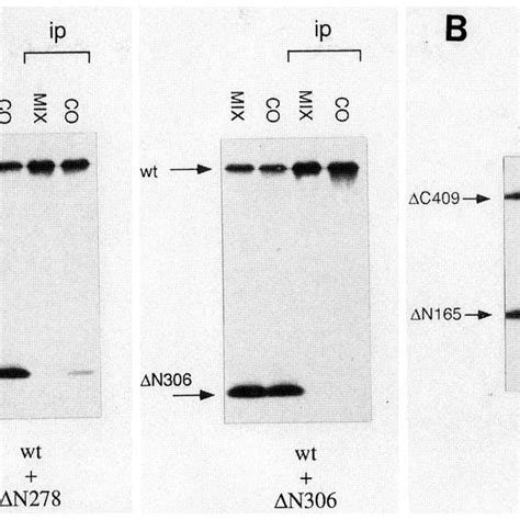 The Dimerization Domain Of Ap 2 Is An Integral Part Of The Dna Binding