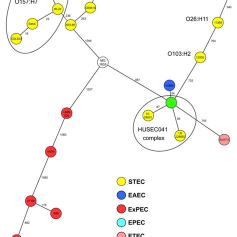 Minimum Spanning Tree Based On Allelic Profiles Of E Coli Core Genome