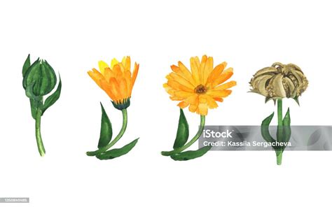 흰색 배경에 고립 된 금송화 꽃 세트 수채화 손 그리기 그림 송화 송화 는 송화 꽃 봉 오리를 열고 닫는 씨앗 0명에 대한 스톡 벡터 아트 및 기타 이미지 Istock