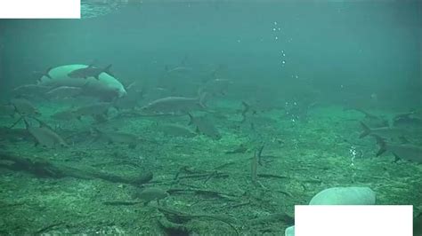 Underwater Manatee Labeling Instance Segmentation Dataset By Manatee