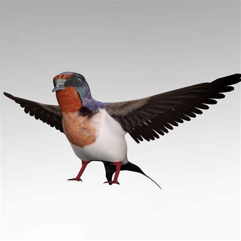 Swallow 3d Model 45 Obj Unknown Free3d