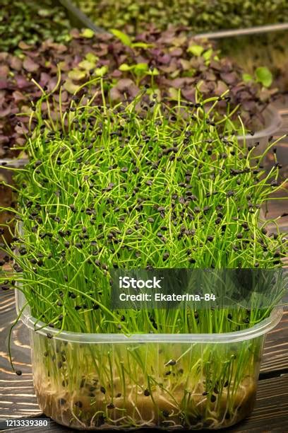 녹색 향기로운 양파의 마이크로 그린 양파 주사이 클로즈업 유용한 슈퍼 푸드 0명에 대한 스톡 사진 및 기타 이미지 0명 Diy 건강한 식생활 Istock
