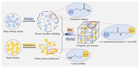 Soybean Protein Structure