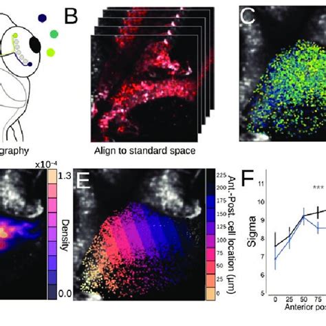 Modulated Neurons Are Topographically Distinct Within The Tectum A A