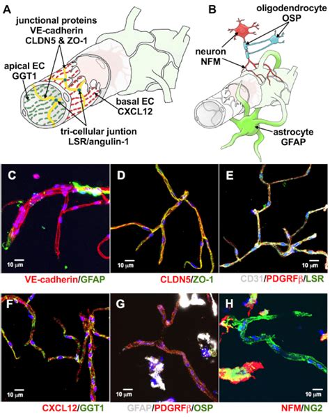Reliable Isolation Of Central Nervous System Microvessels Across Five Vertebrate Groups Protocol