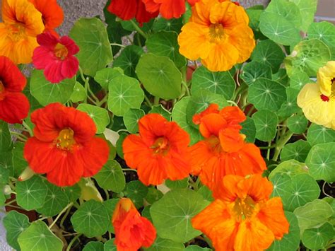 食べるお花 エディブルフラワーの種類