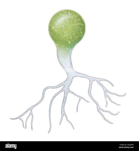 Multicellular Algae Cut Out Stock Images And Pictures Alamy