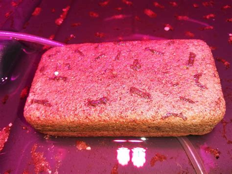 Hydro Vegetable Garden Bata Test General Gardening 420sa Cannabis Forum