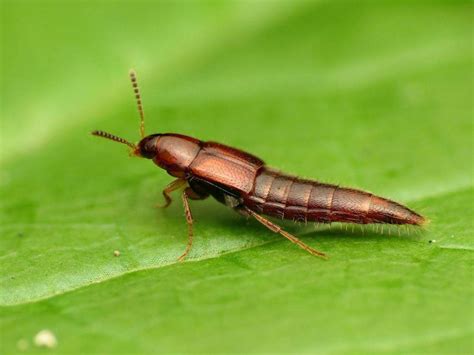 6 Fakta Tomcat Dikenal Serangga Beracun Cek Ciri Cirinya Idn Times 6 Fakta Tomcat Dikenal Serangga Beracun Cek Ciri Cirinya Idn Times