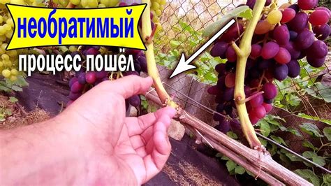 🔴🔴 Виноград Набирает Кондиции / Вызревание лозы винограда / Созревание ...