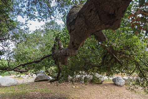 California Live Oak Tree Branches Twigs And Leaves Stock Image Image Of Foliage Scenic