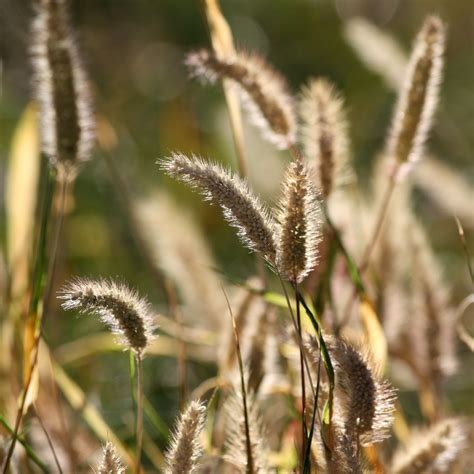 Dry Grass Seed Heads Photos Public Domain