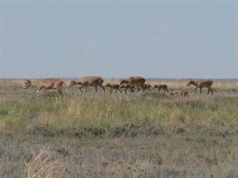 Small Female Saiga Herd The Saiga Resource Centre