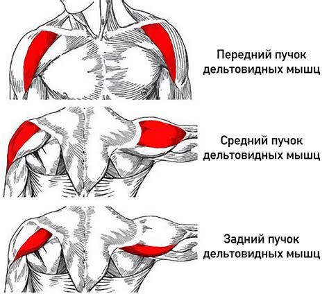 15 лучших упражнений на переднюю дельту как правильно качать передний пучок дельтовидных мышц