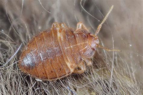 شرکت سمپاشی گارانتی عکس العمل افراد نسبت به گزش ساسها متفاوت است