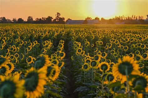 บานแล้ว ทุ่งทานตะวันเมืองโบราณอู่ทอง จ สุพรรณบุรี เข้าชมฟรี